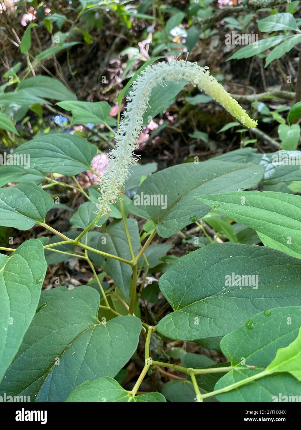 lizard's tail (Saururus cernuus Stock Photo - Alamy