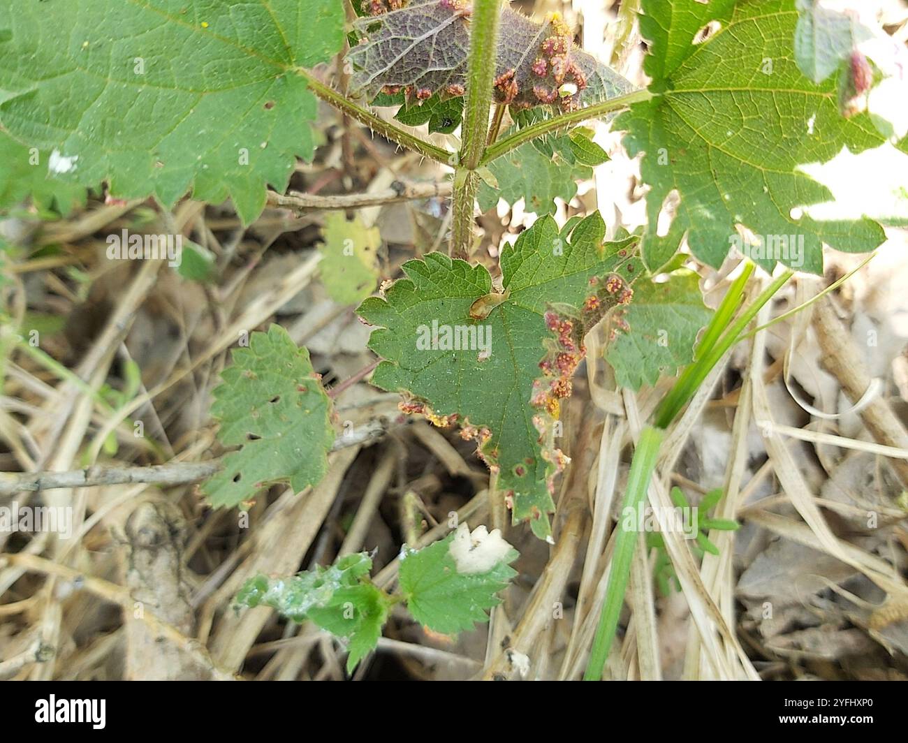 Nettle Clustercup Rust fungus (Puccinia urticata Stock Photo - Alamy