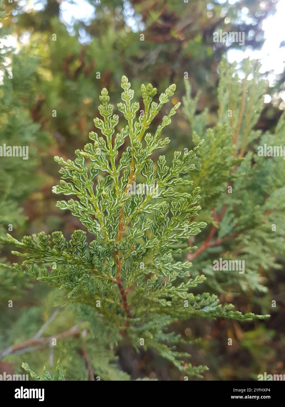 cypress family (Cupressaceae Stock Photo - Alamy