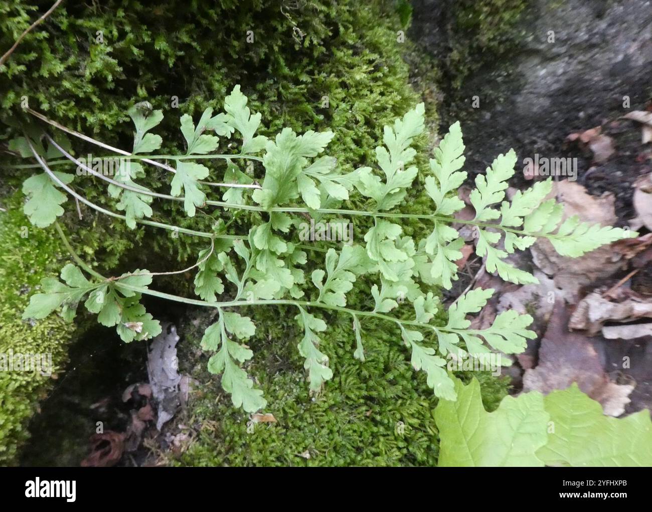 fragile ferns (Cystopteris Stock Photo - Alamy