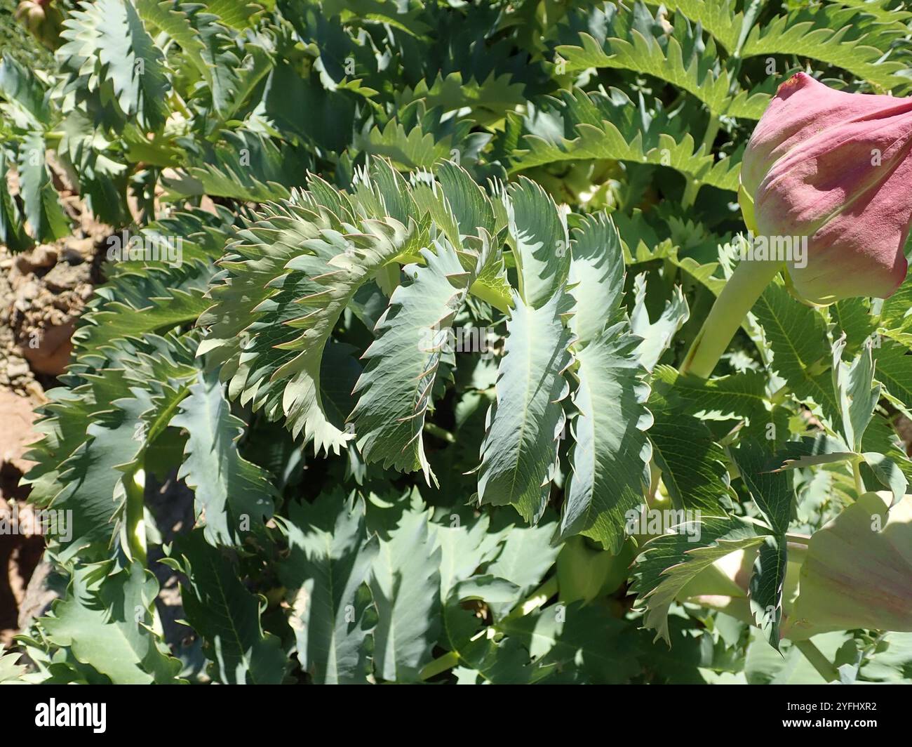 Cape honey flower (Melianthus major Stock Photo - Alamy