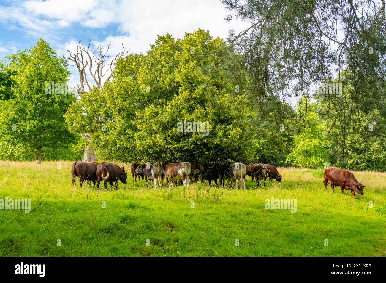 Longhorn cattle and Sussex cattle grazing on the estate of Scotney ...