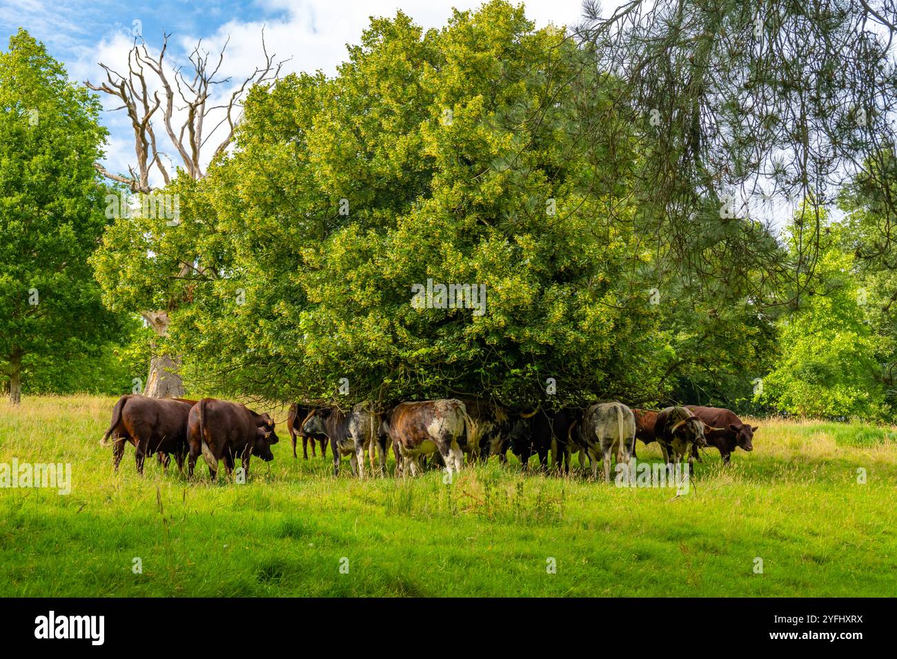 Longhorn cattle and Sussex cattle grazing on the estate of Scotney ...