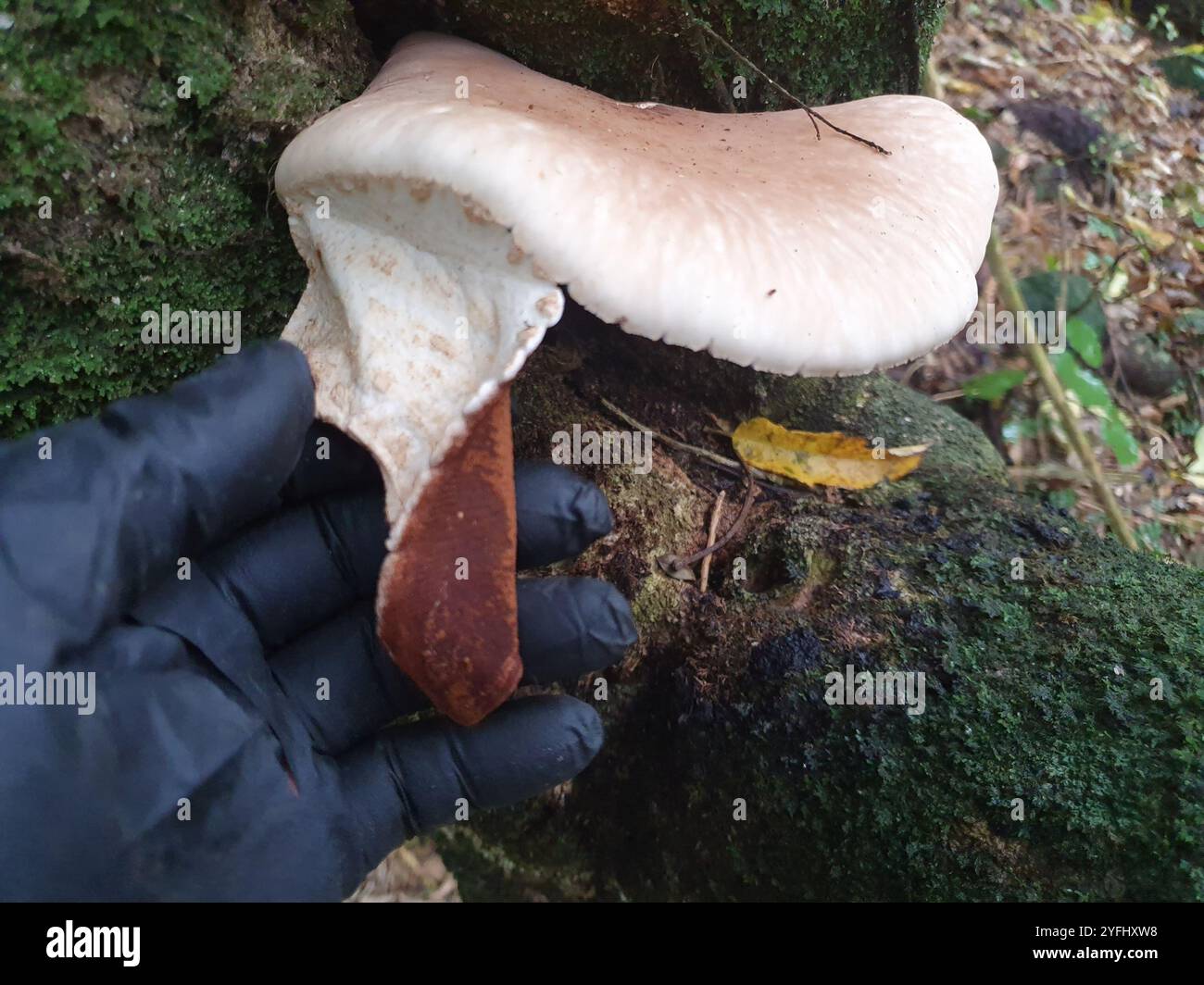 Cyclocybe parasitica hi-res stock photography and images - Alamy