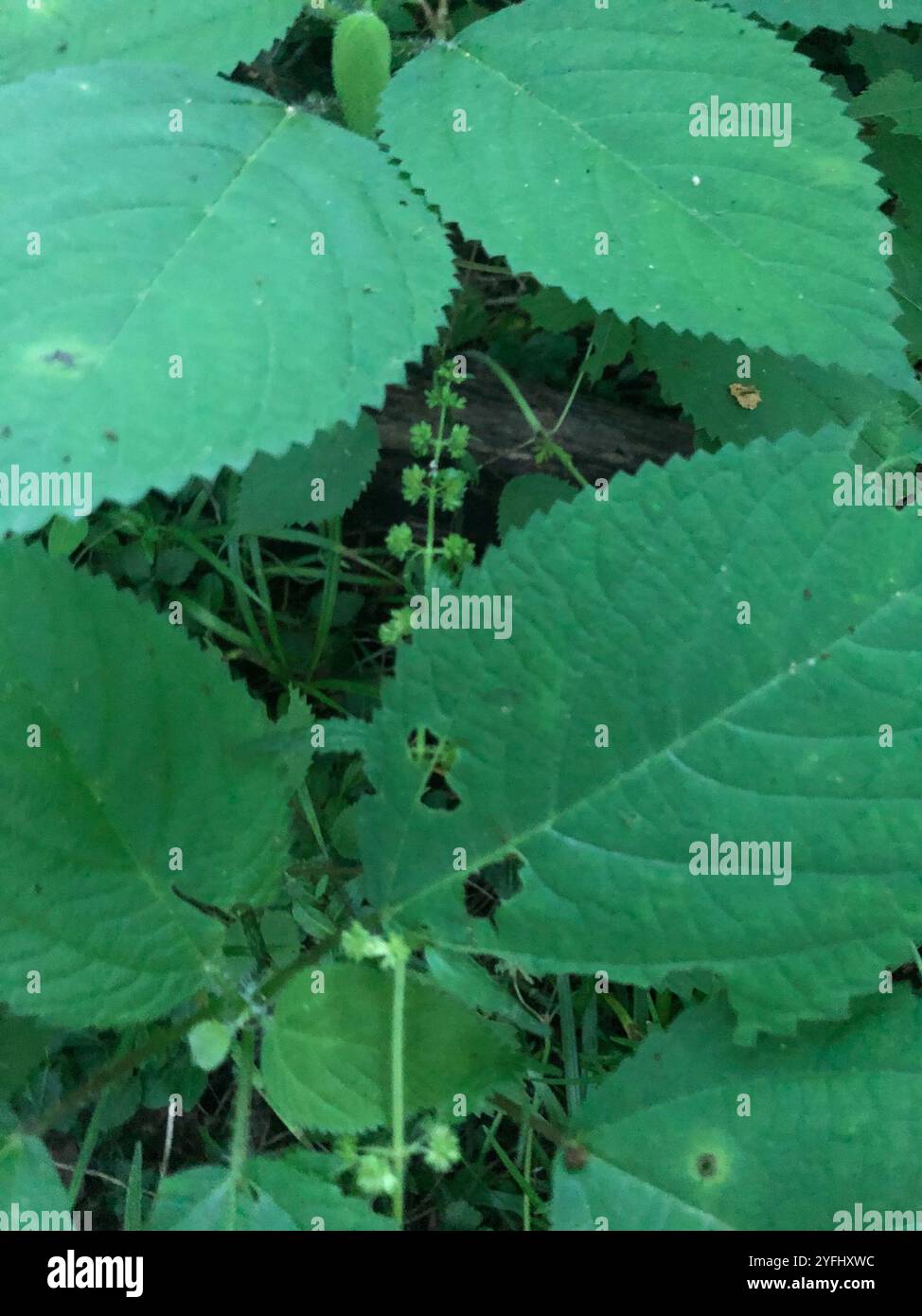 heartleaf nettle (Urtica chamaedryoides Stock Photo - Alamy