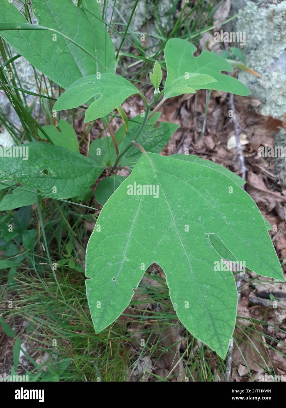 sassafras (Sassafras albidum Stock Photo - Alamy