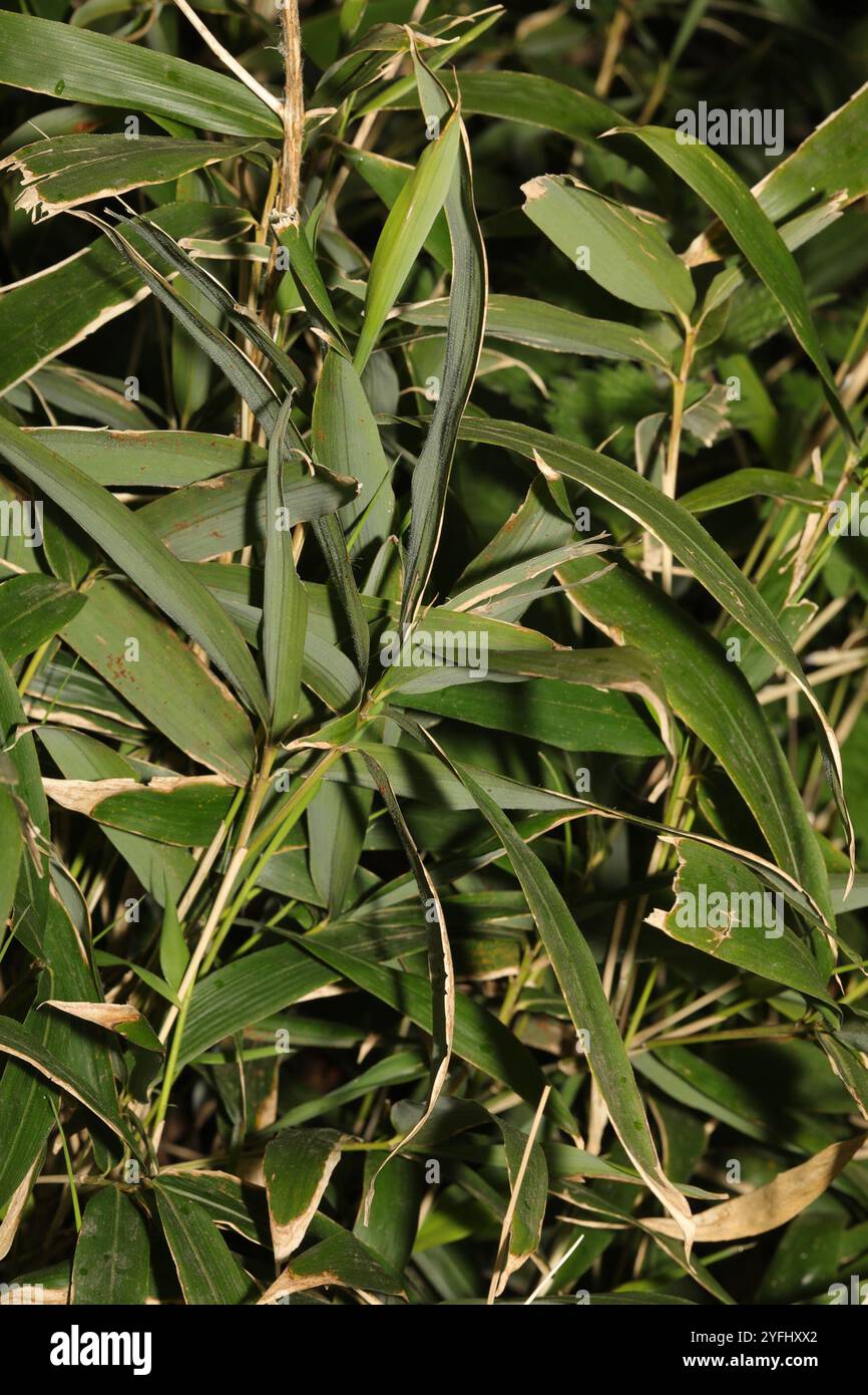 bamboos, canes, and allies (Bambusoideae Stock Photo - Alamy