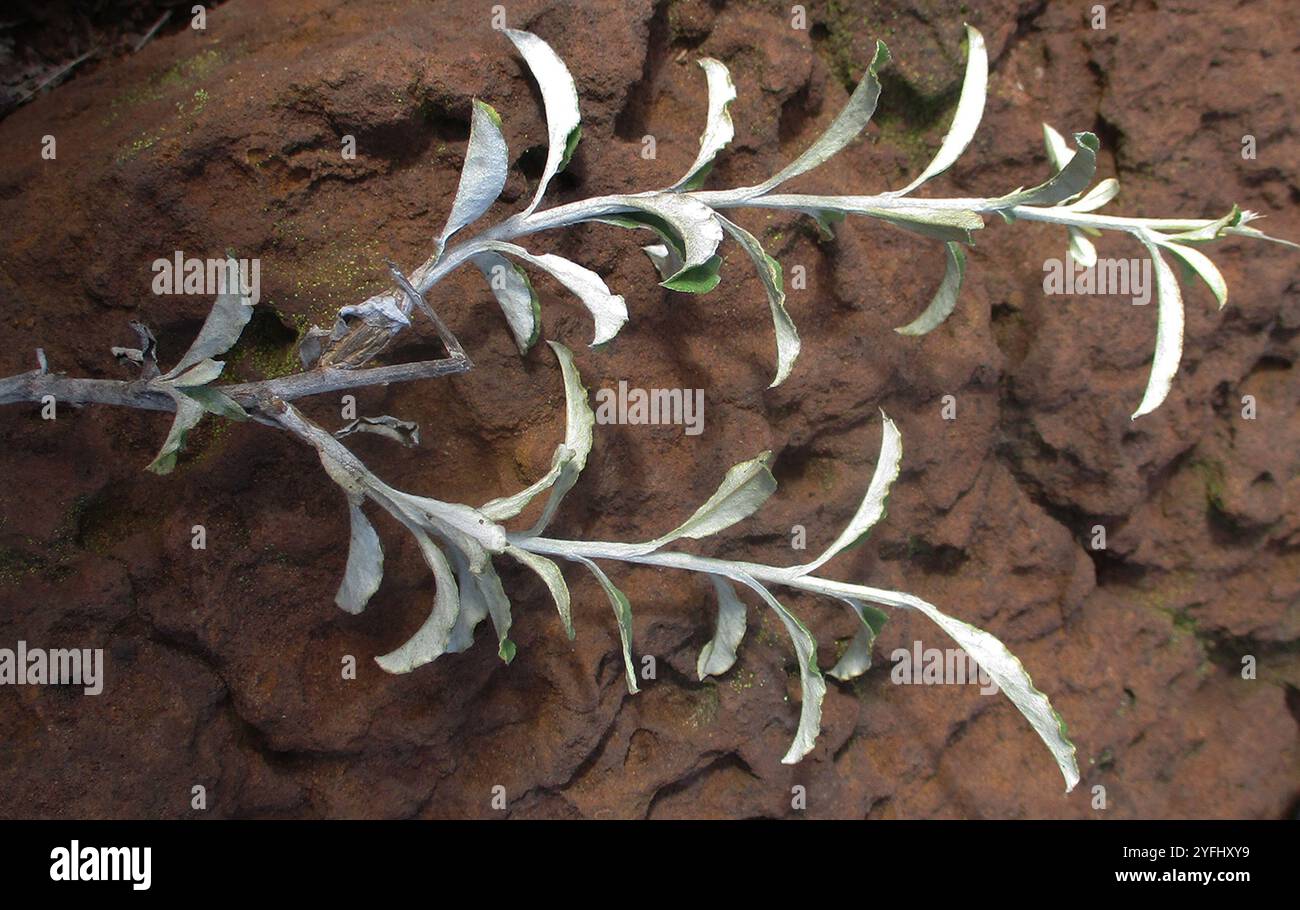 Dicoma hi-res stock photography and images - Alamy