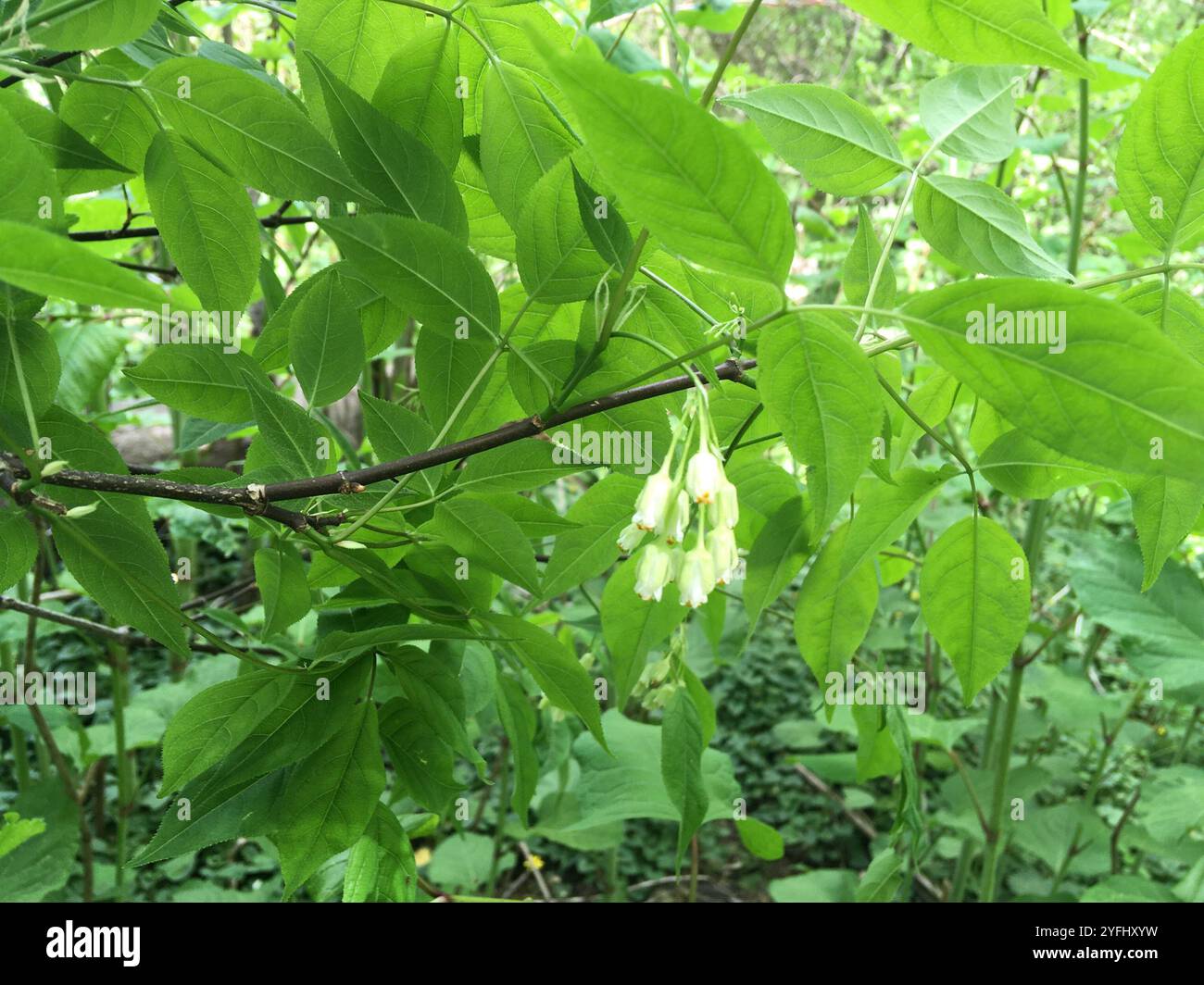 American bladdernut (Staphylea trifolia Stock Photo - Alamy