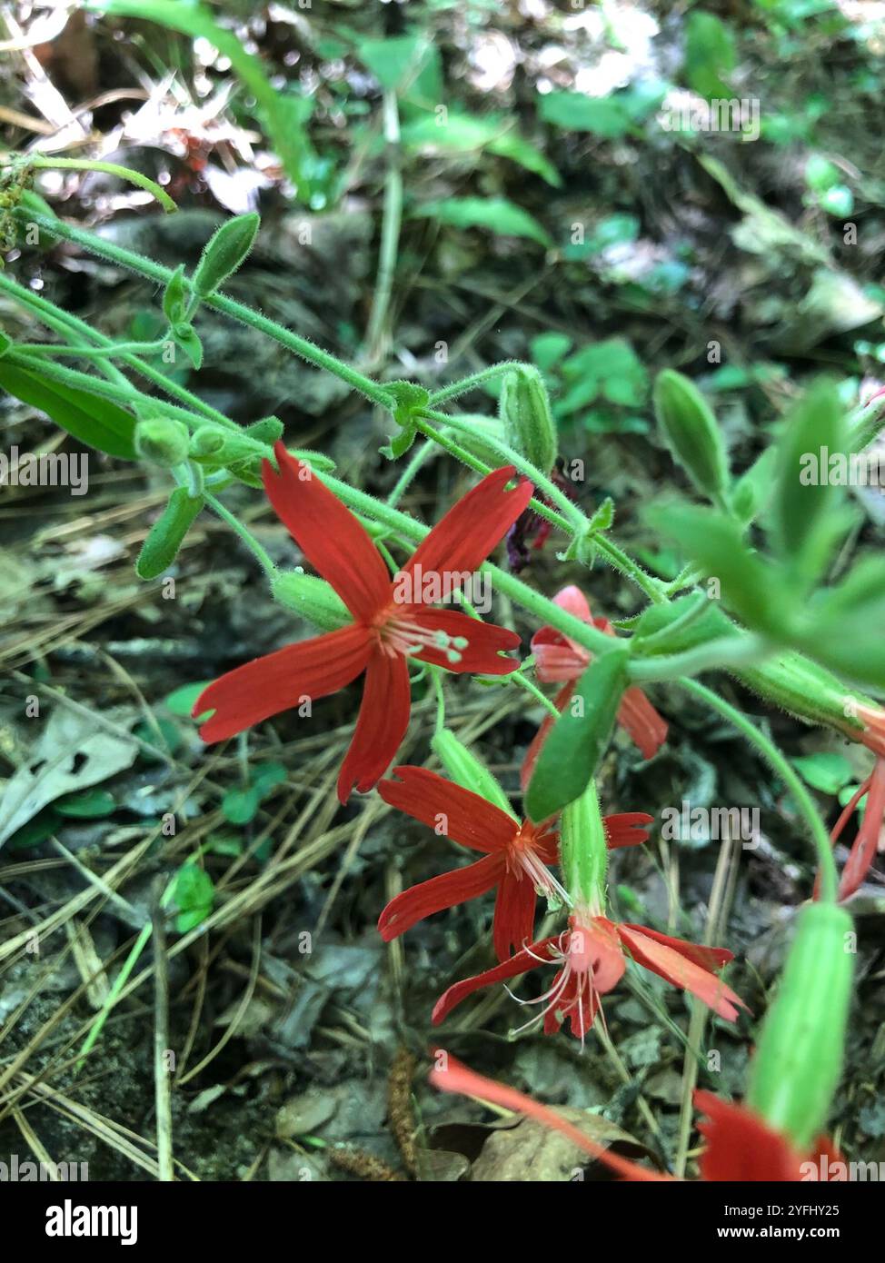fire pink (Silene virginica Stock Photo - Alamy