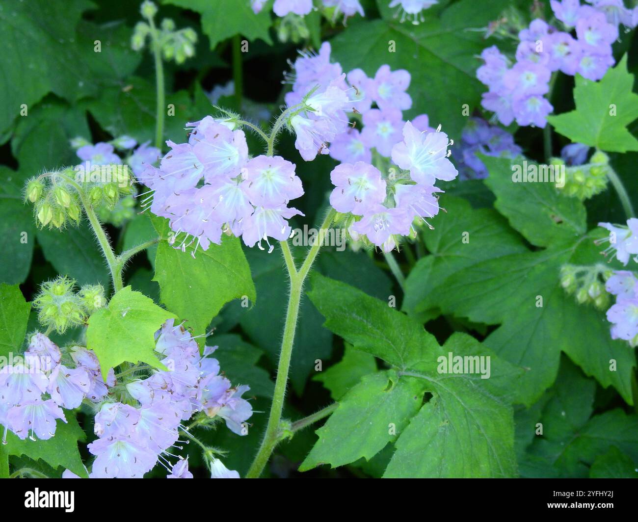 great waterleaf (Hydrophyllum appendiculatum Stock Photo - Alamy
