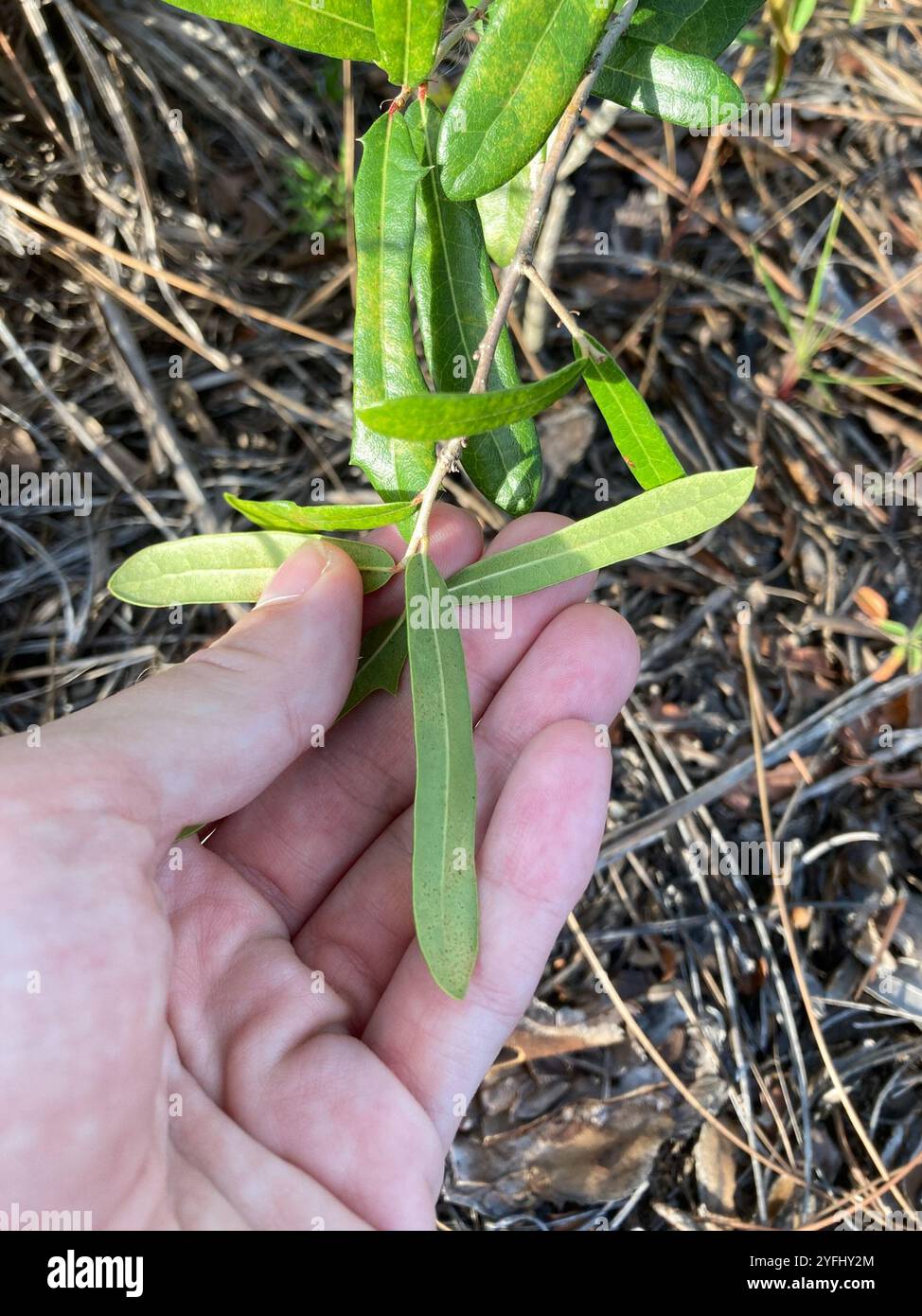 dwarf live oak (Quercus minima Stock Photo - Alamy