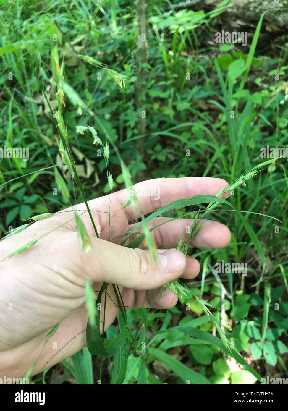 Hairy Woodland Brome (Bromus pubescens Stock Photo - Alamy