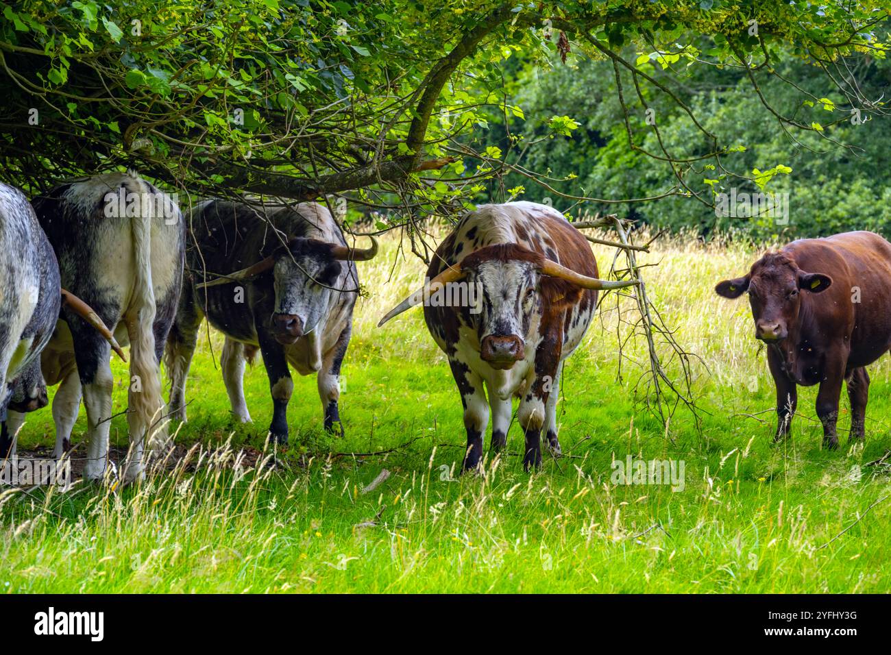 Longhorn cattle and Sussex cattle grazing on the estate of Scotney ...