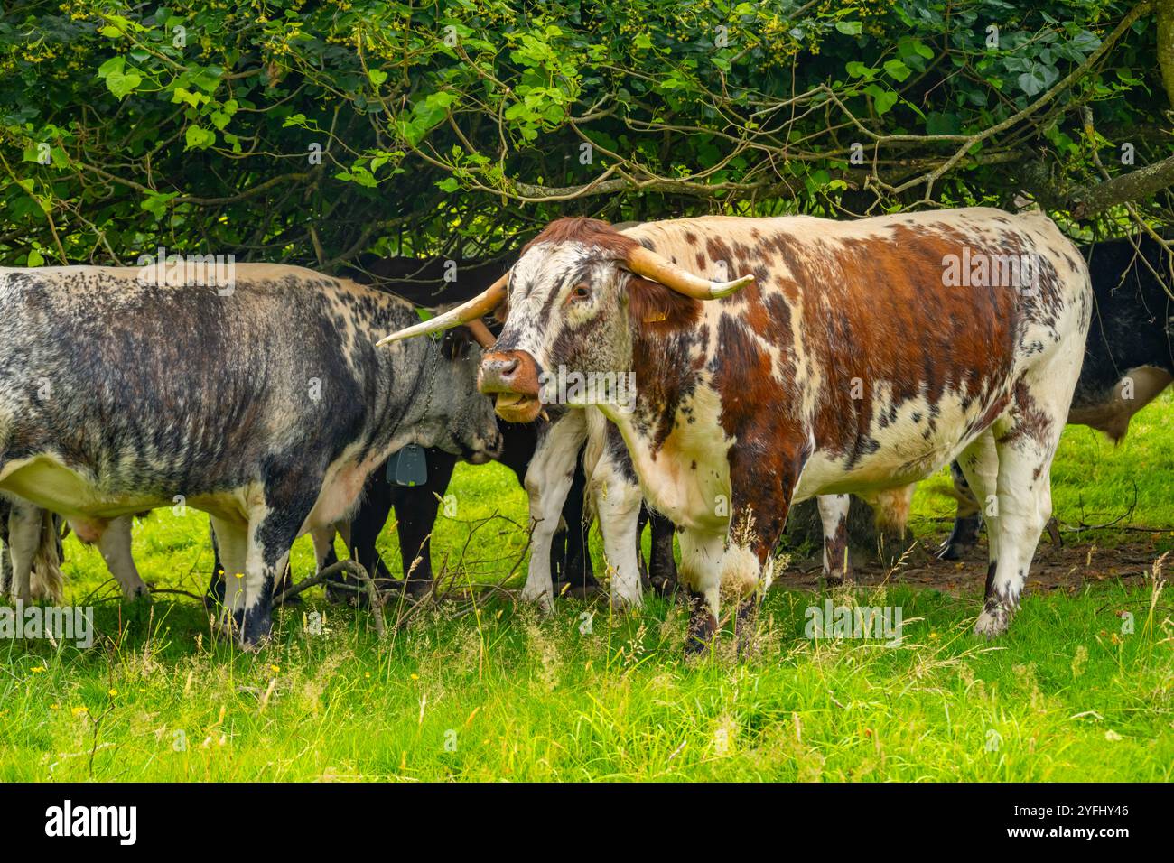 Longhorn cattle and Sussex cattle grazing on the estate of Scotney ...