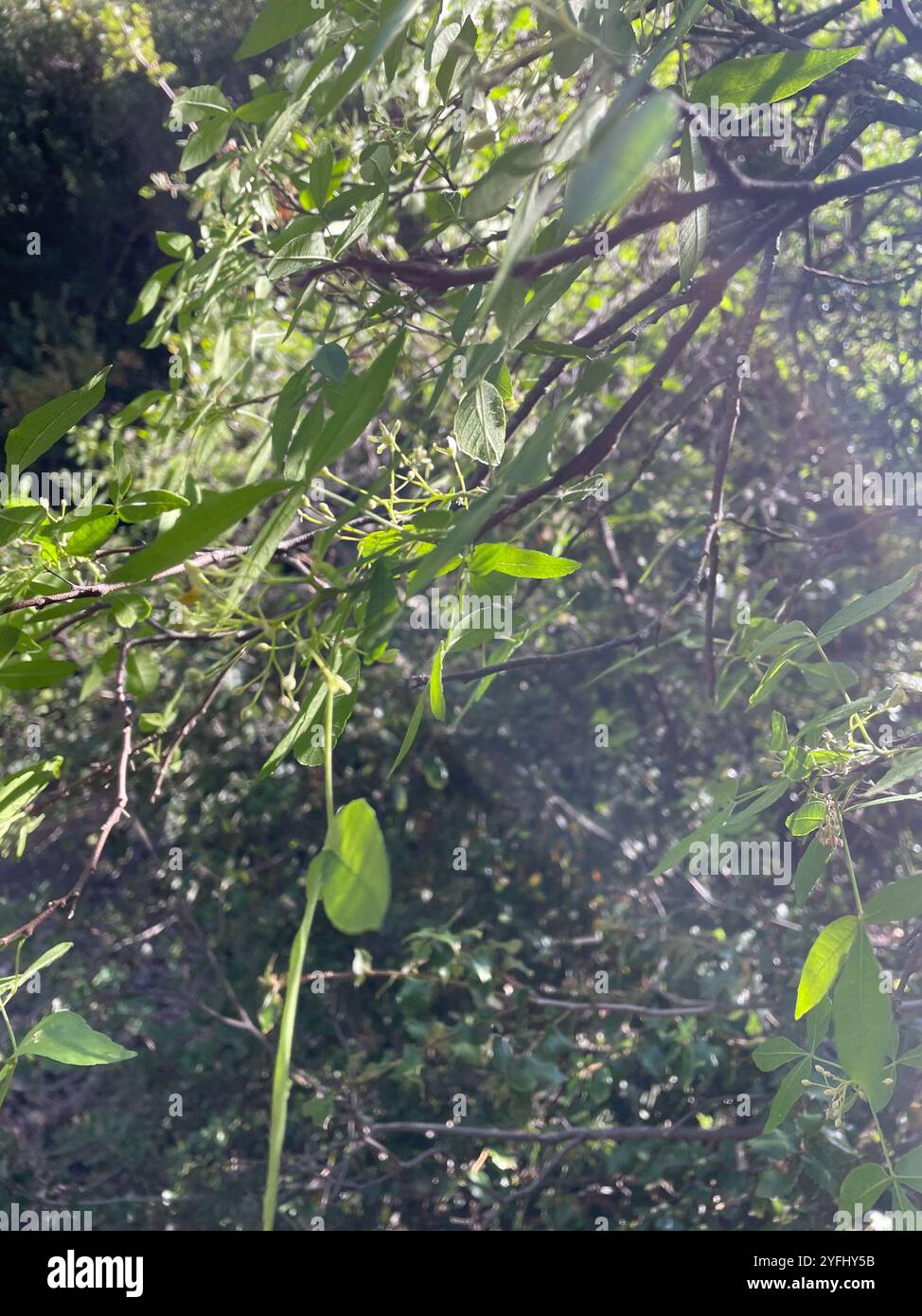 Western Hoptree (Ptelea crenulata Stock Photo - Alamy