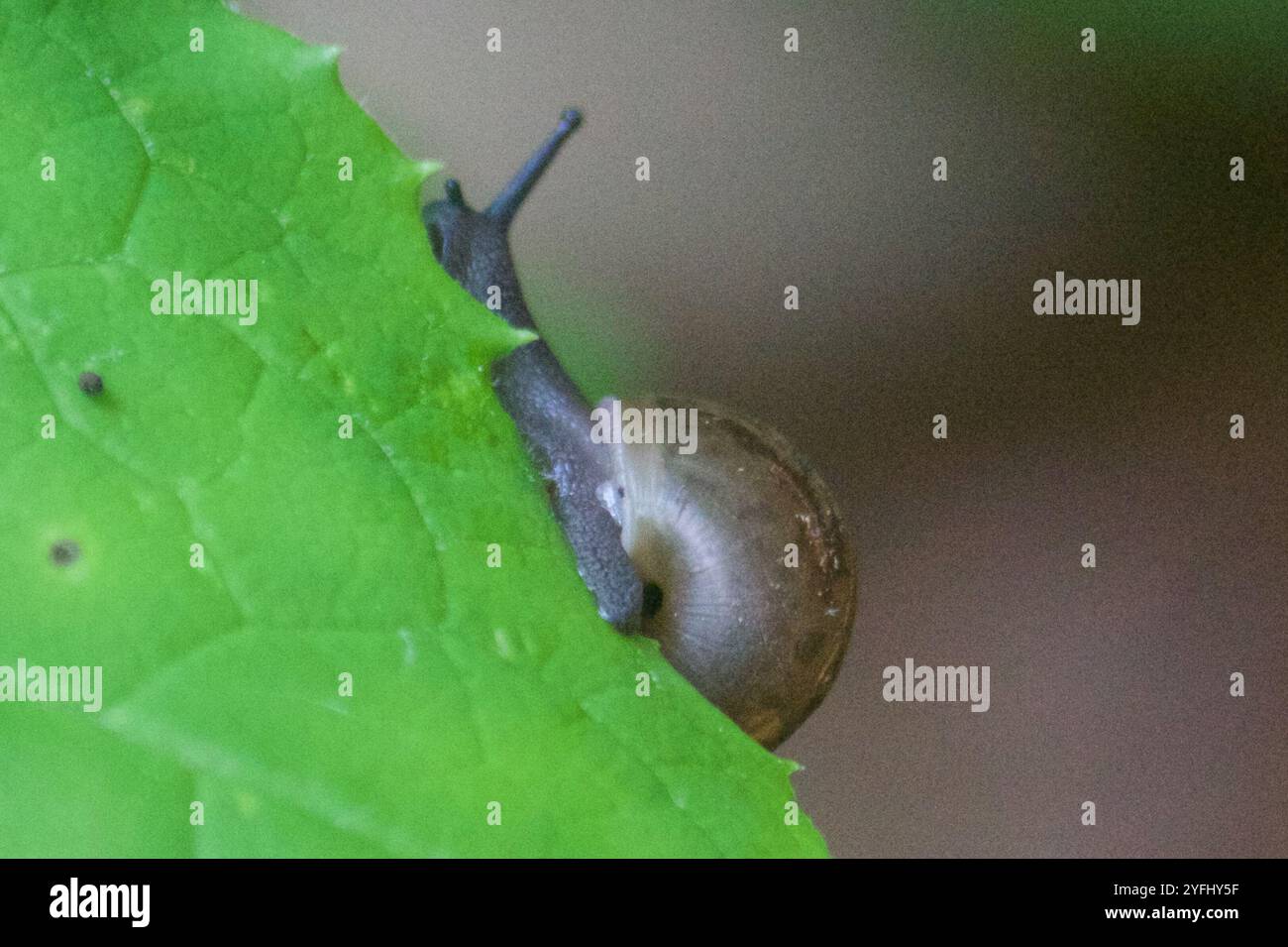 Eastern Whitelip (Neohelix albolabris Stock Photo - Alamy