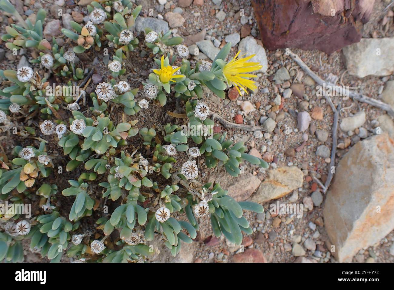 rocky point ice plant (Malephora lutea Stock Photo - Alamy