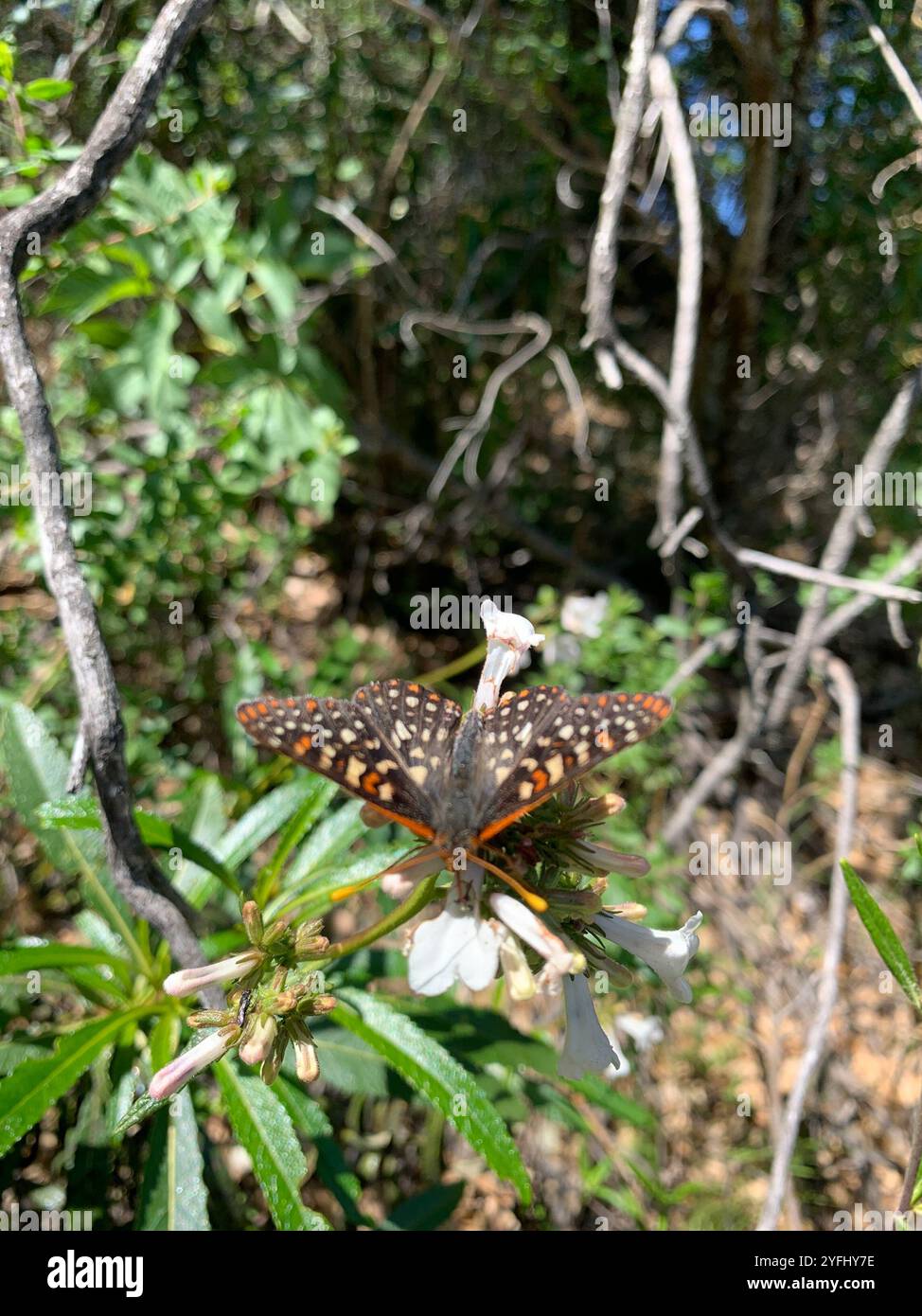 Variable Checkerspot (Euphydryas chalcedona Stock Photo - Alamy