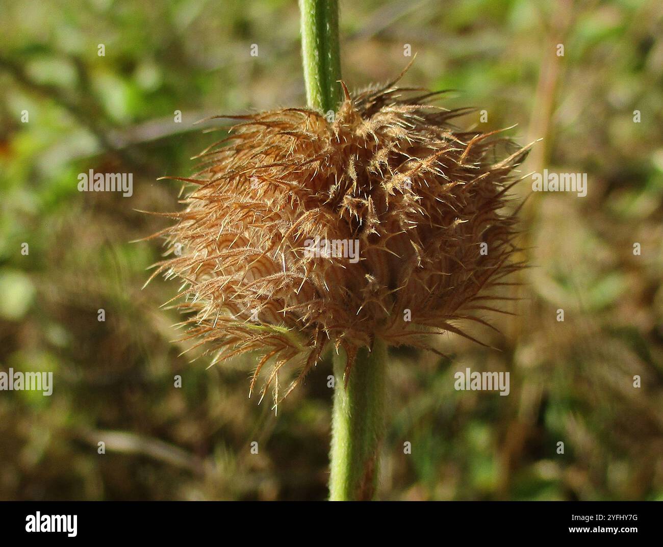 lion's ears (Leonotis Stock Photo - Alamy