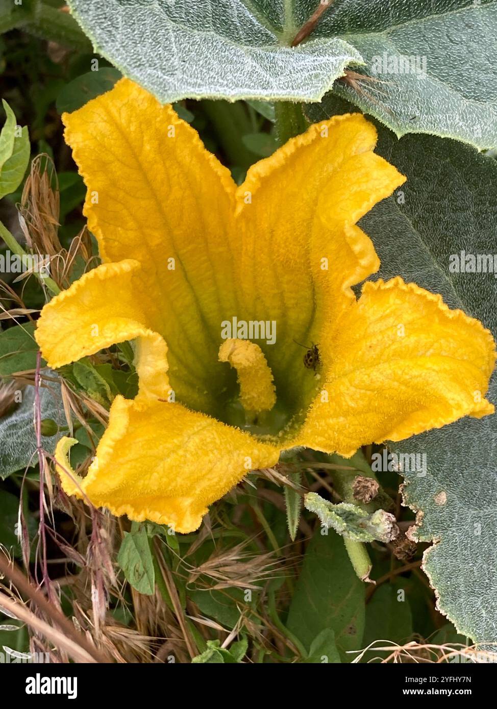 Buffalo Gourd (Cucurbita foetidissima Stock Photo - Alamy