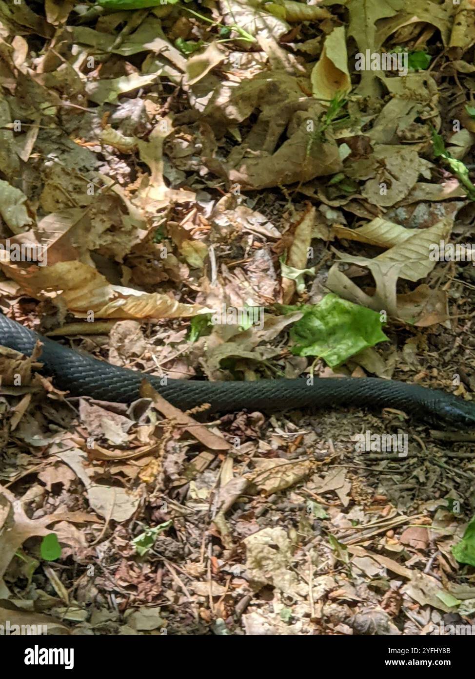 Northern Black Racer (Coluber constrictor constrictor Stock Photo - Alamy