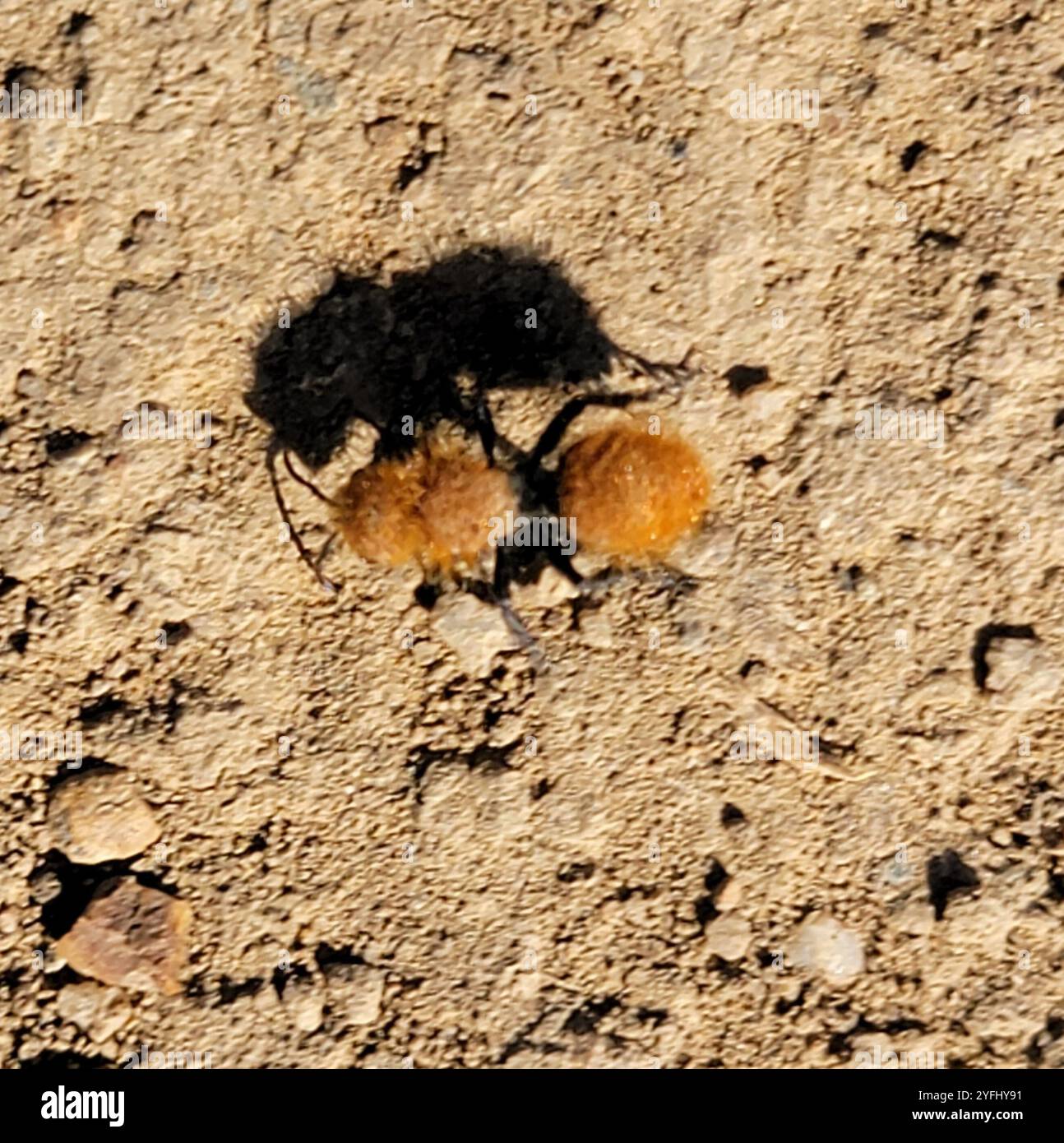Pacific Velvet Ant (Dasymutilla aureola Stock Photo - Alamy