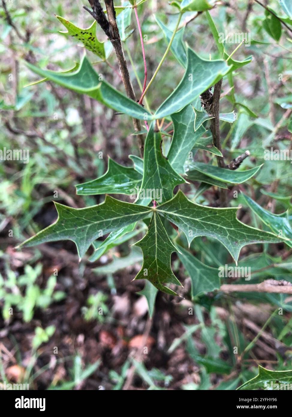 Agarita hi-res stock photography and images - Alamy