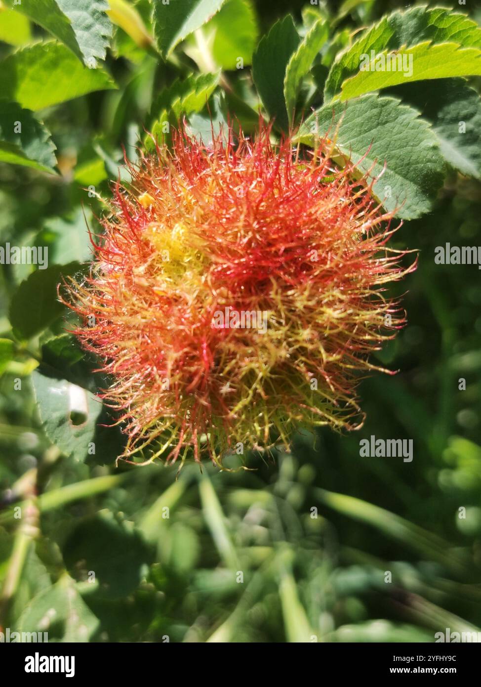 Mossy Rose Gall Wasp (Diplolepis rosae Stock Photo - Alamy
