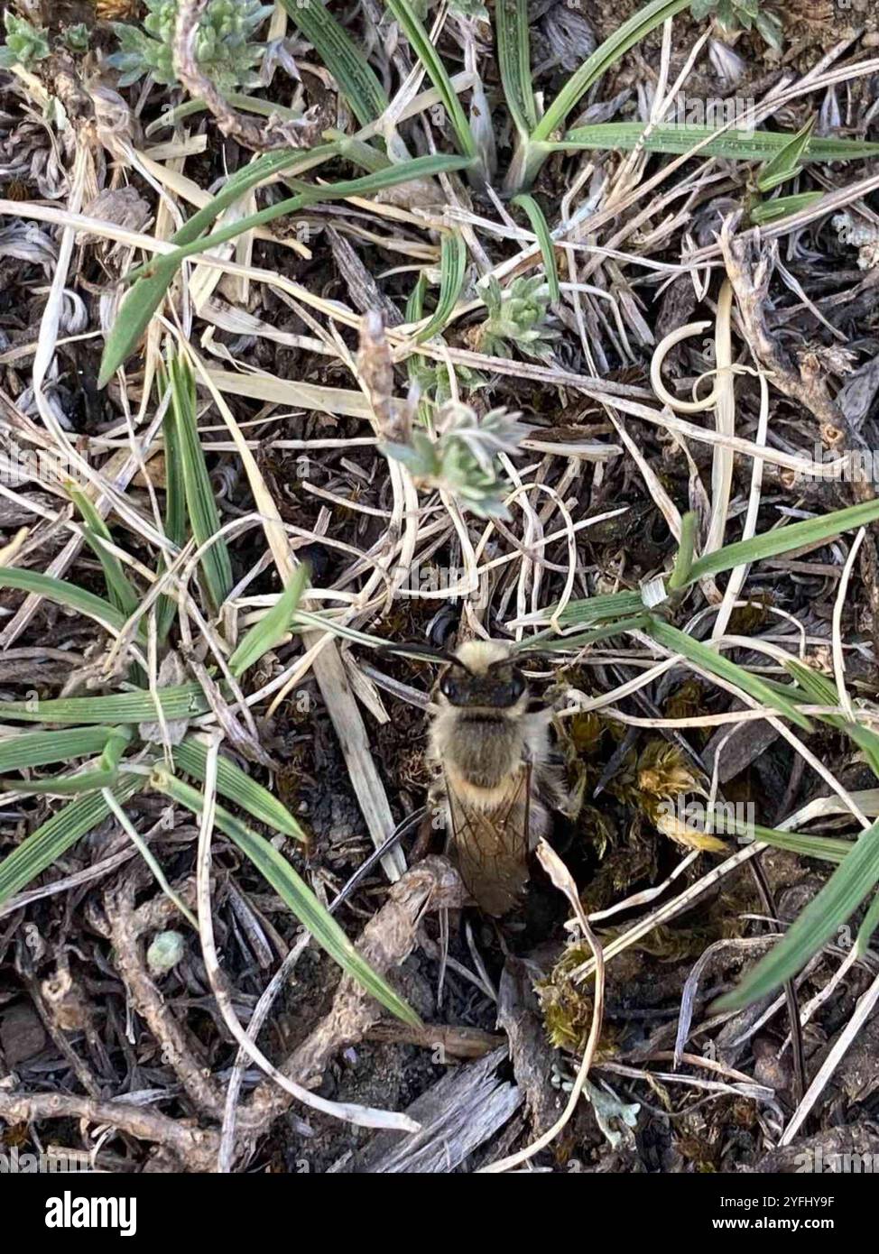 Early Cellophane Bee (Colletes cunicularius Stock Photo - Alamy