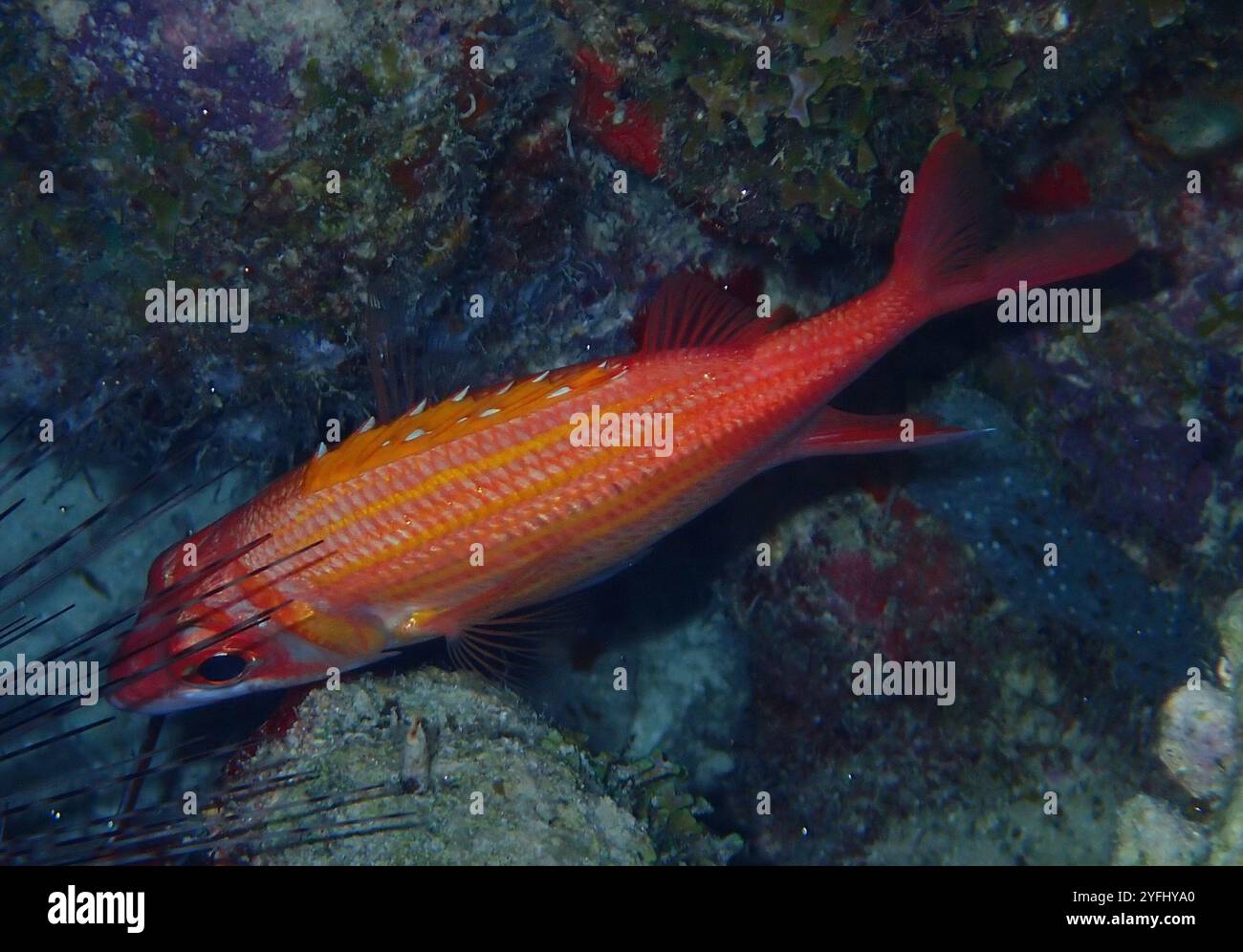 Caribbean Longjaw Squirrelfish (Neoniphon marianus Stock Photo - Alamy
