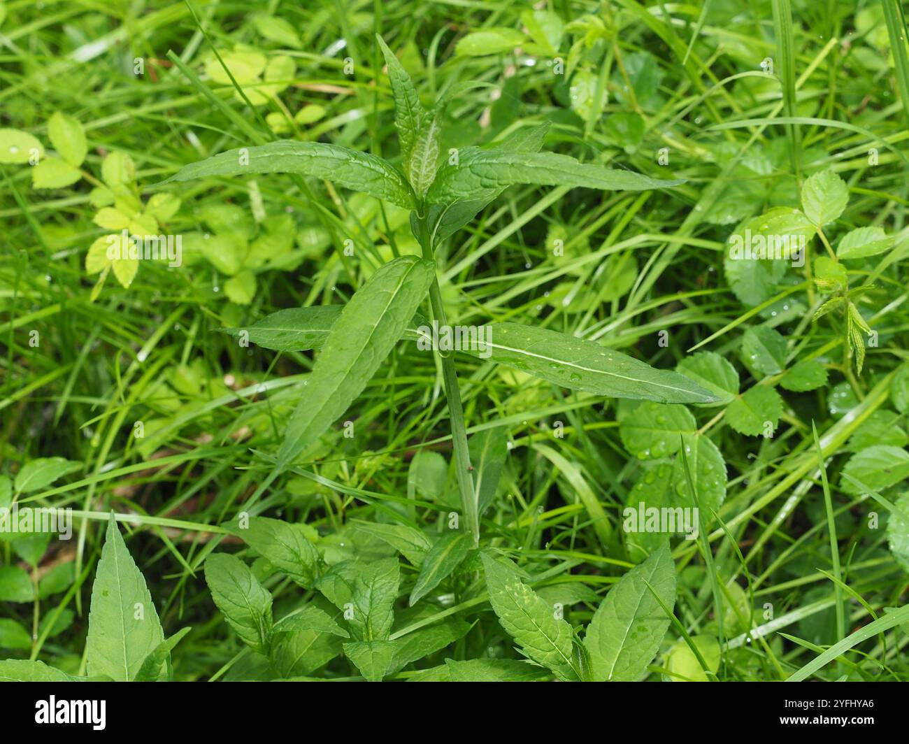 white turtlehead (Chelone glabra Stock Photo - Alamy