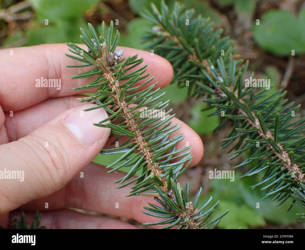 Sitka spruce (Picea sitchensis Stock Photo - Alamy
