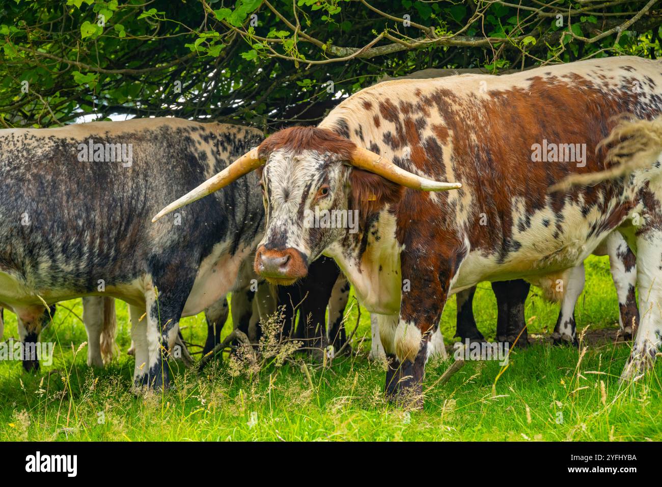 Longhorn cattle and Sussex cattle grazing on the estate of Scotney ...