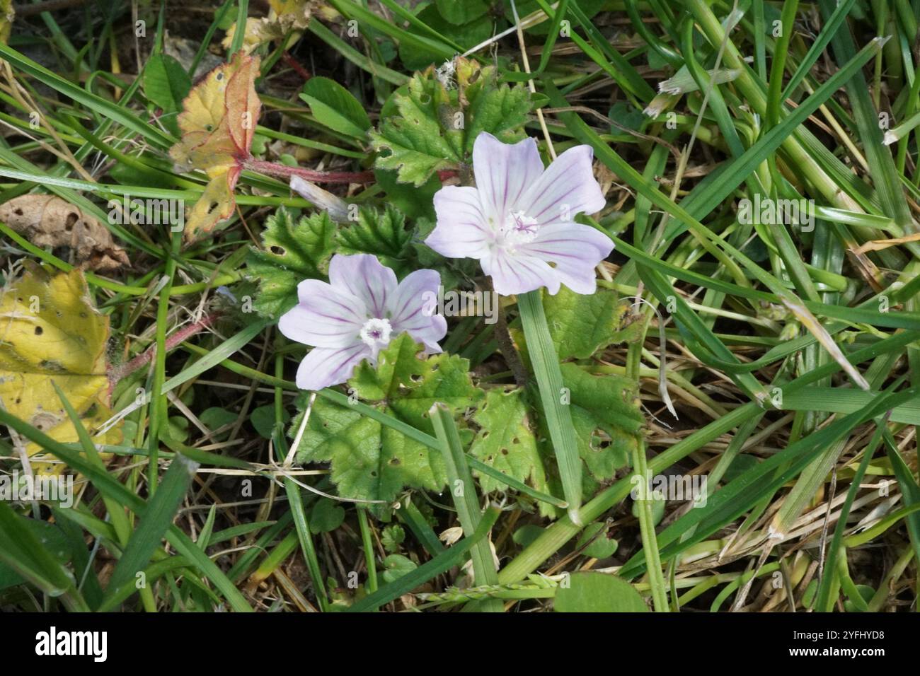 dwarf mallow (Malva neglecta Stock Photo - Alamy