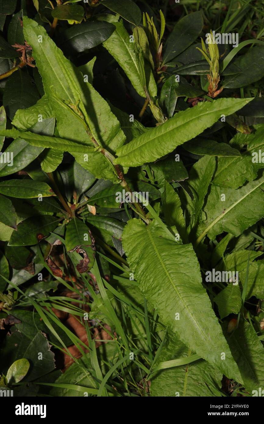 Clustered Dock (Rumex conglomeratus Stock Photo - Alamy