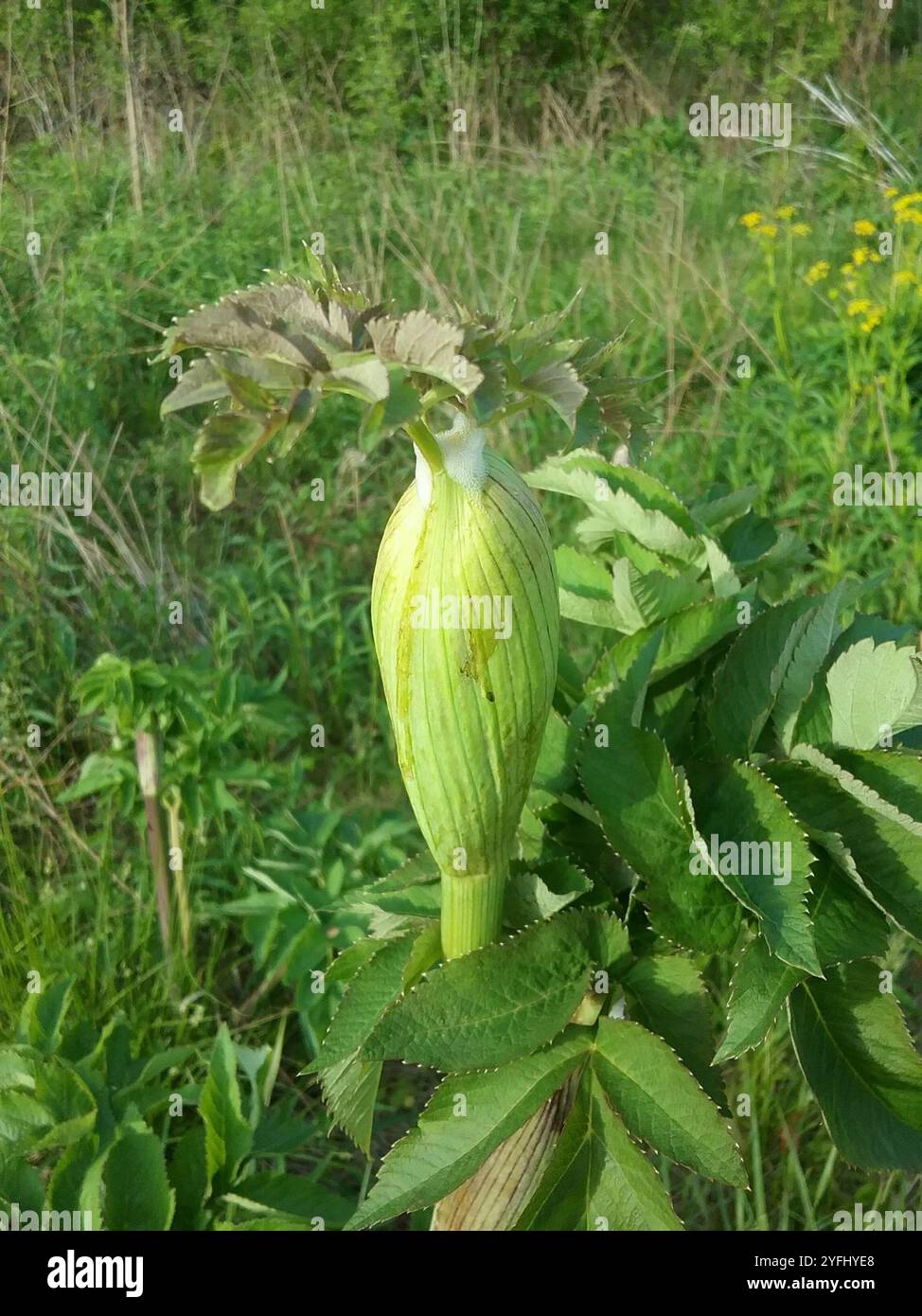 purple-stemmed angelica (Angelica atropurpurea Stock Photo - Alamy