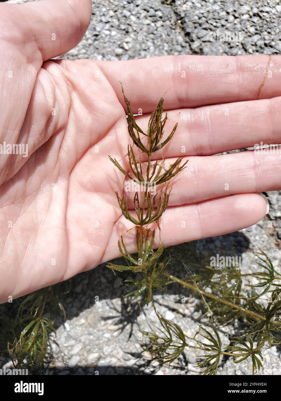 coontail (Ceratophyllum demersum Stock Photo - Alamy