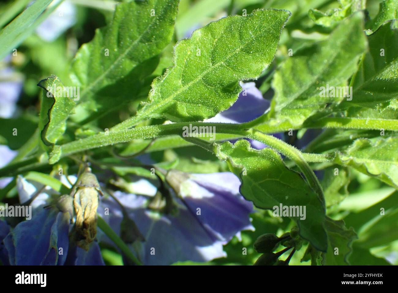purple nightshade (Solanum xanti Stock Photo - Alamy