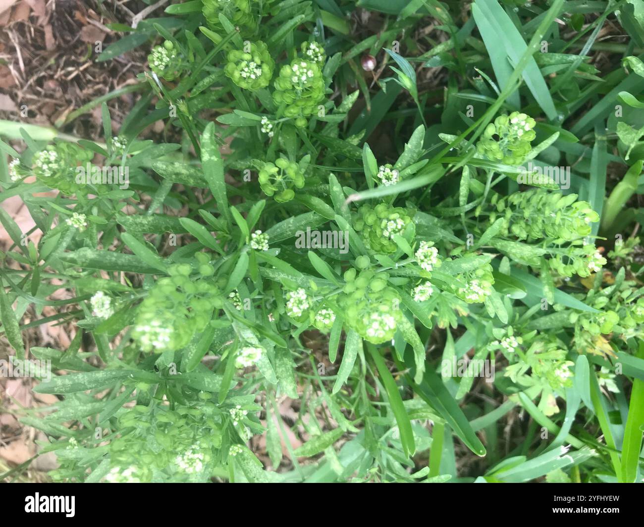 Virginia pepperweed (Lepidium virginicum Stock Photo - Alamy