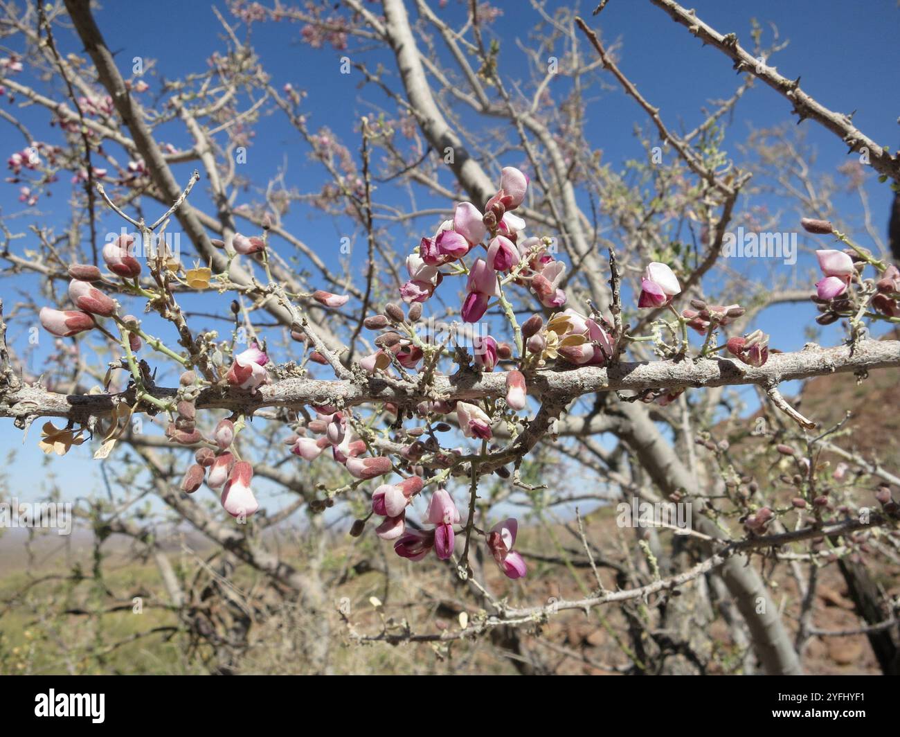 desert ironwood (Olneya tesota Stock Photo - Alamy