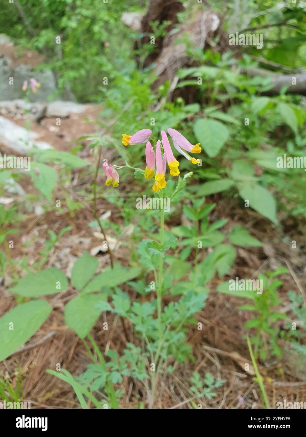 rock harlequin (Capnoides sempervirens Stock Photo - Alamy