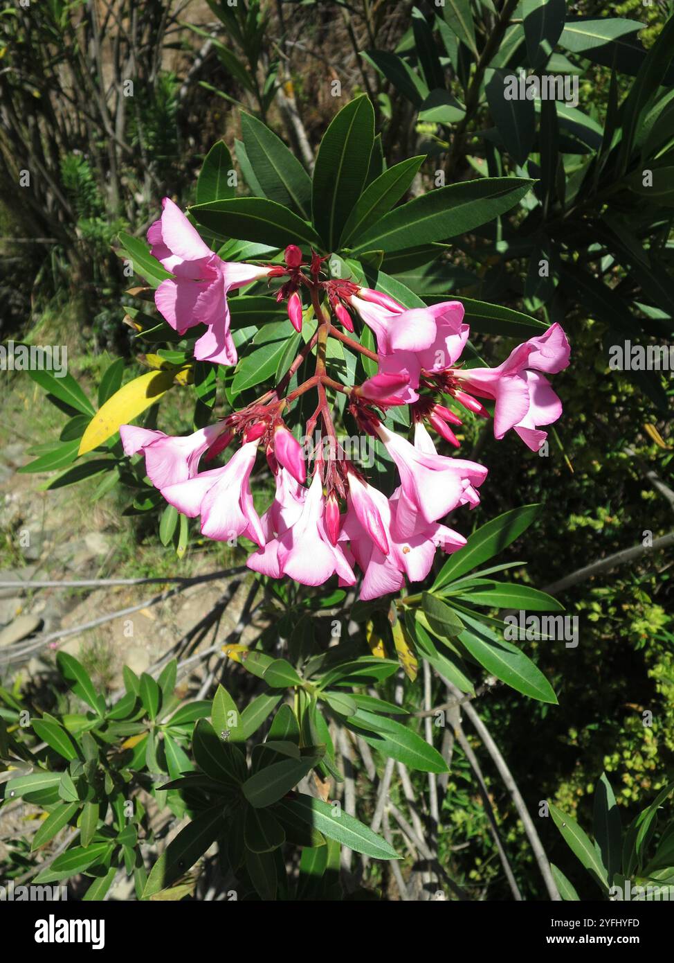 oleander (Nerium oleander Stock Photo - Alamy
