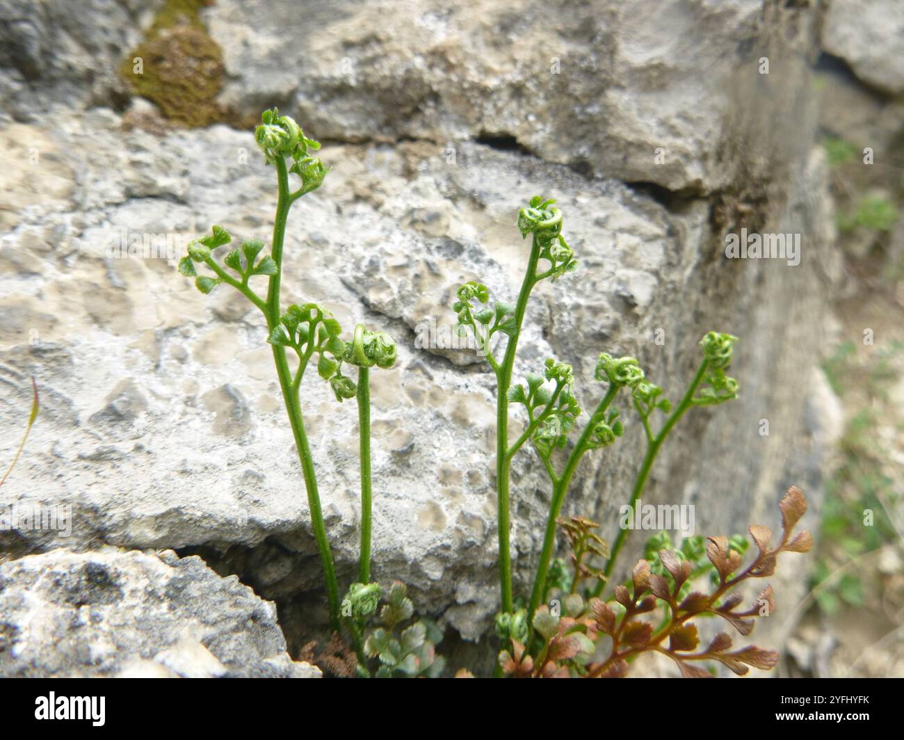 wall-rue (Asplenium ruta-muraria Stock Photo - Alamy