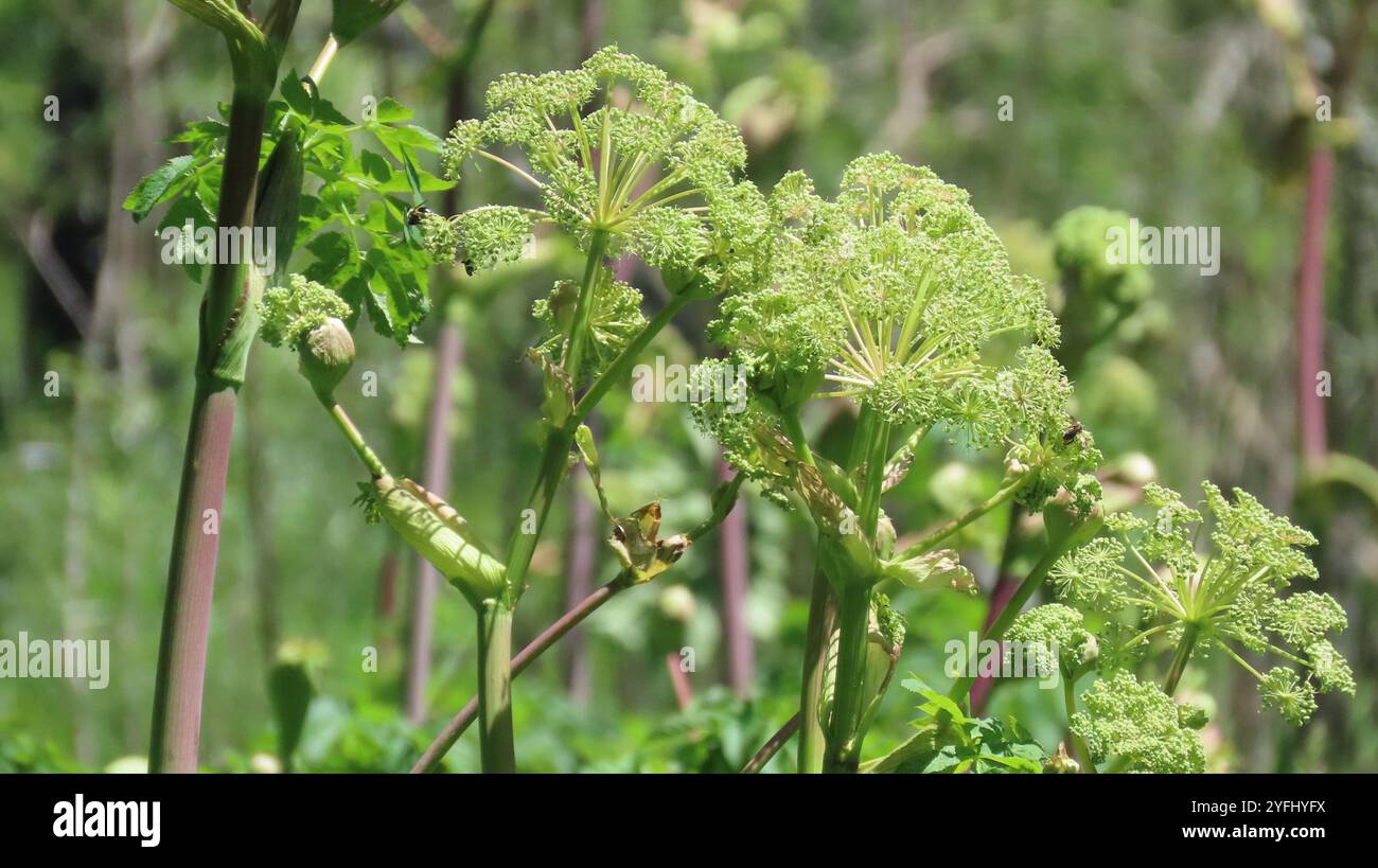 purple-stemmed angelica (Angelica atropurpurea Stock Photo - Alamy