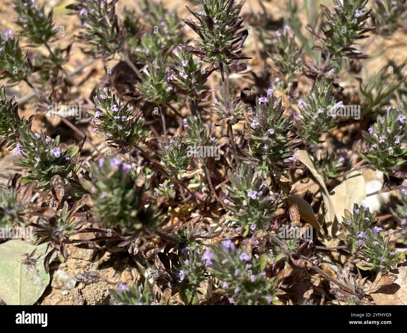 thyme-leaved pogogyne (Pogogyne serpylloides Stock Photo - Alamy