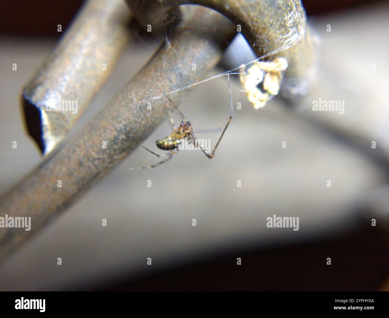 Comb-footed Spiders (Theridiidae Stock Photo - Alamy