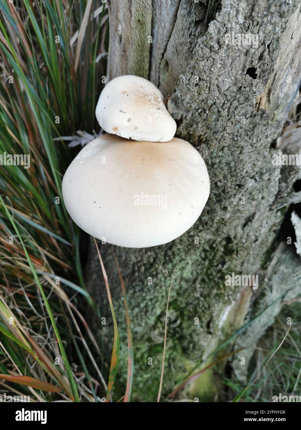 Cyclocybe parasitica hi-res stock photography and images - Alamy