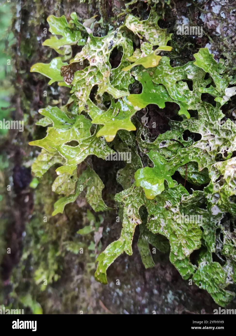 Tree Lungwort (Lobaria pulmonaria Stock Photo - Alamy