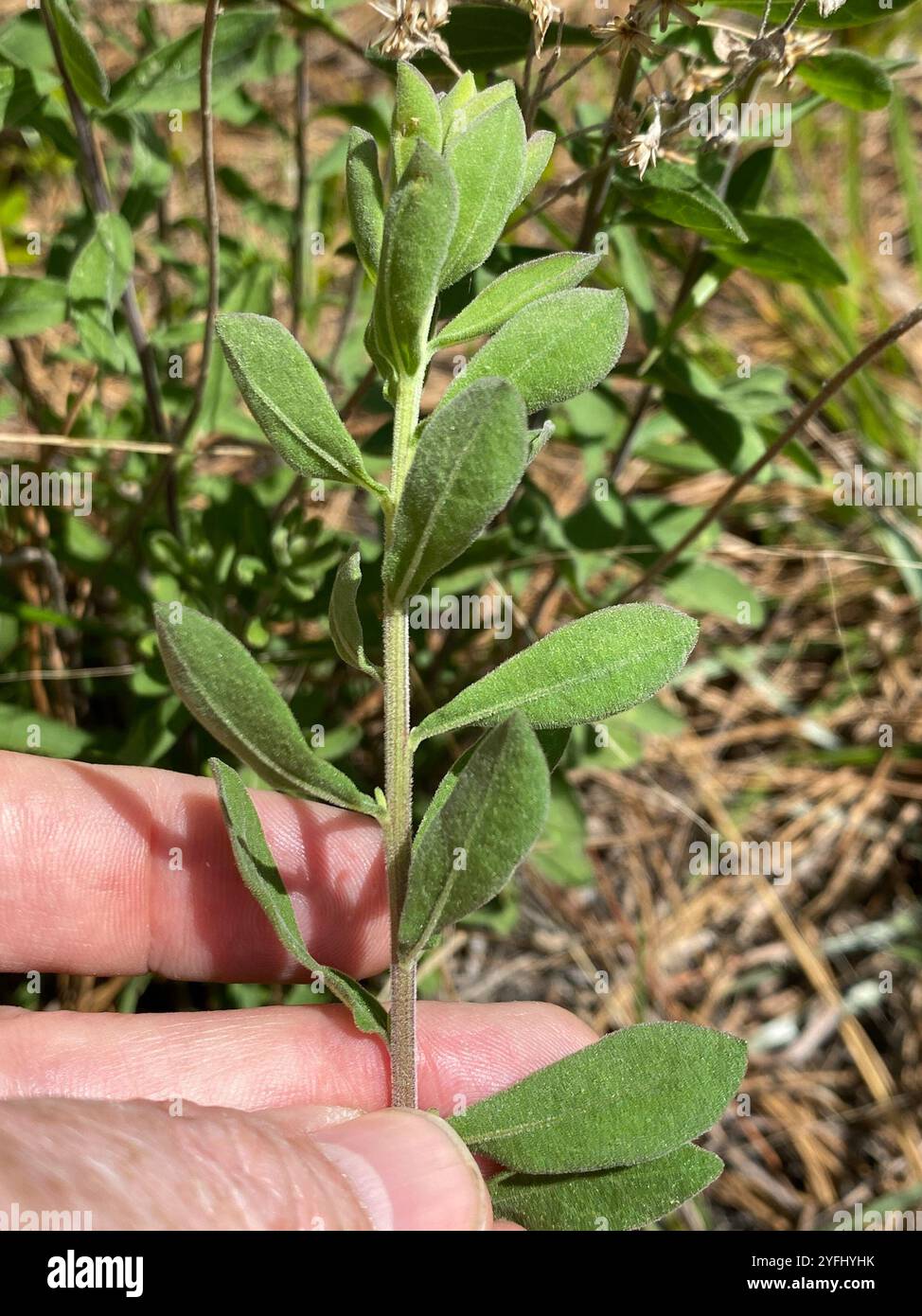 Dixie aster (Sericocarpus tortifolius Stock Photo - Alamy
